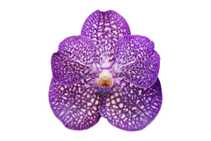 Violet Vanda Orchid Flower Isolated on White Background Stock Image ...