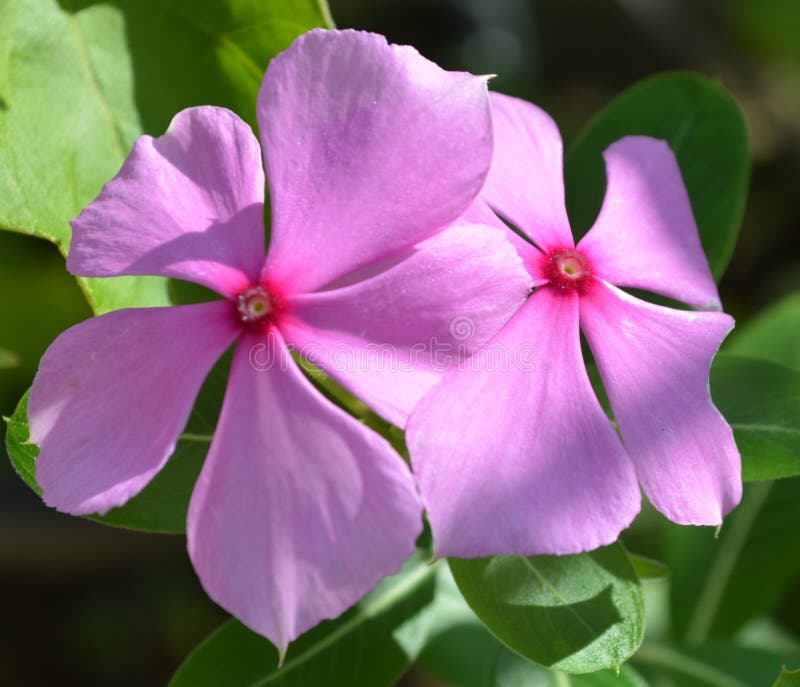 Violet Vinca Flowers stock photo. Image of violet, moss - 251910518