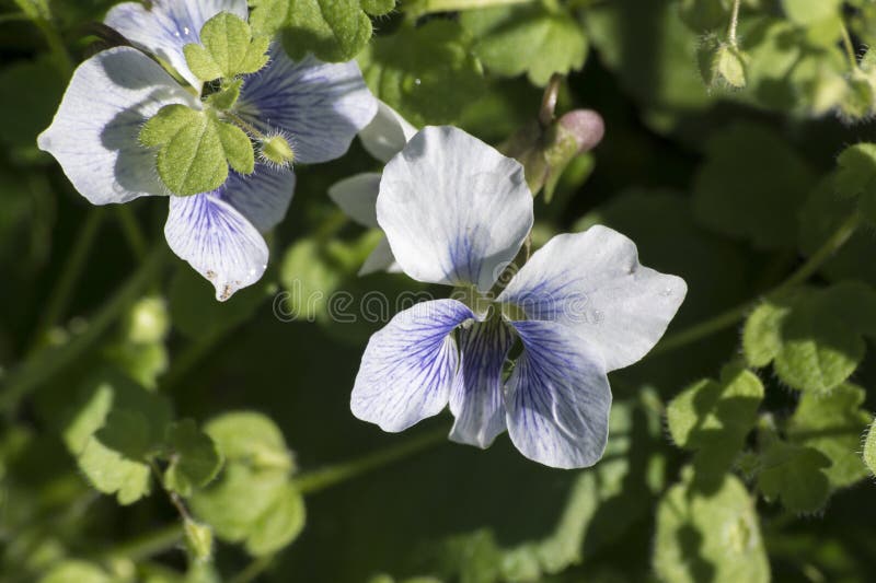 Violet (Viola odorata stock image. Image of common, close - 376992143
