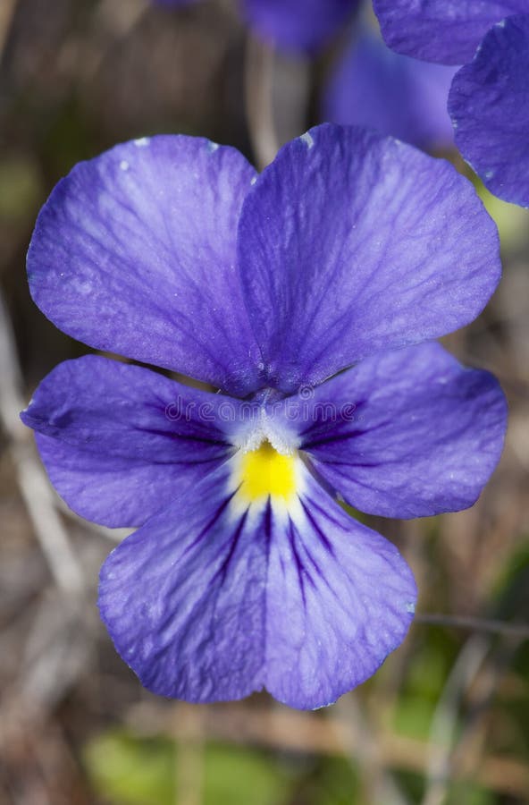 Violet violets stock photo. Image of gardening, purple - 29004798