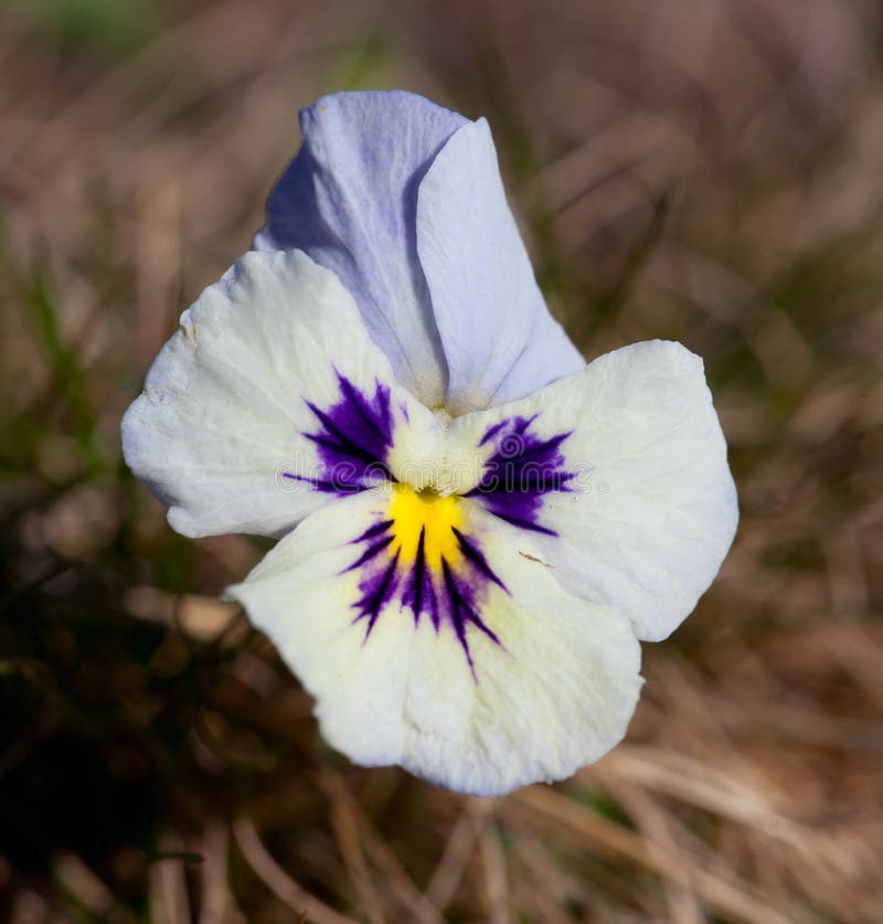 Violet violets stock photo. Image of pansy, botany, grow - 29004800