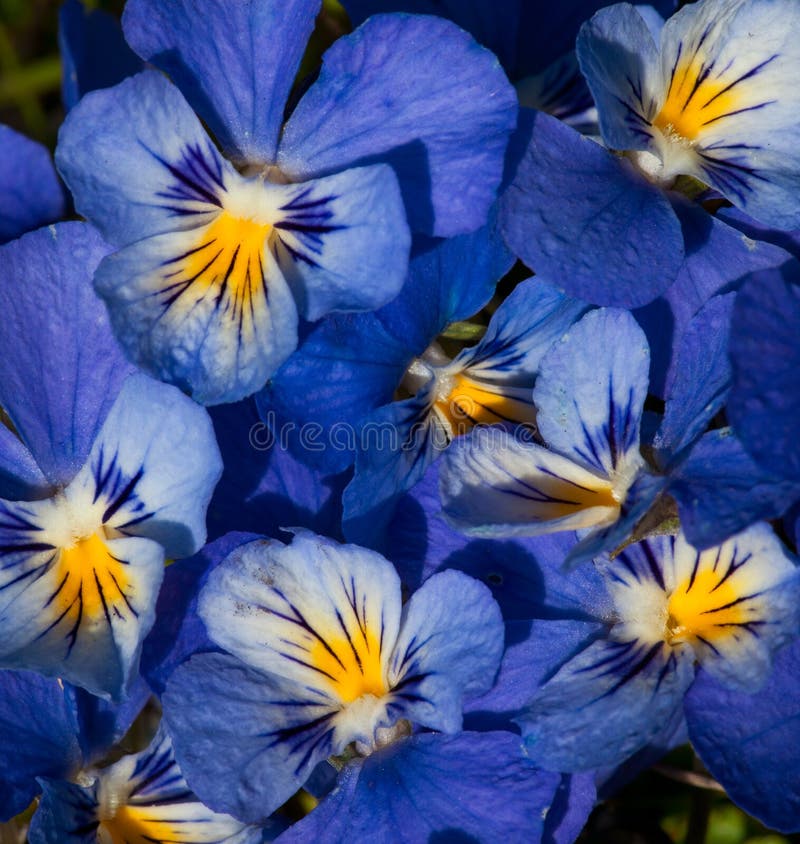 Violet violets stock photo. Image of detail, foliage - 29547248
