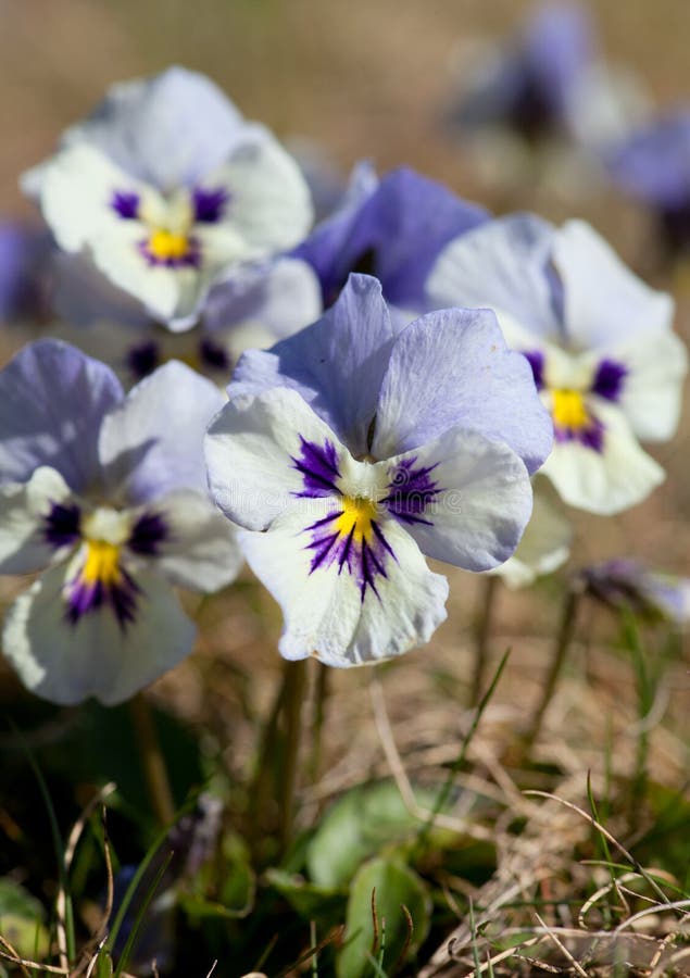 Violet violets stock image. Image of leaf, gardening - 29547249