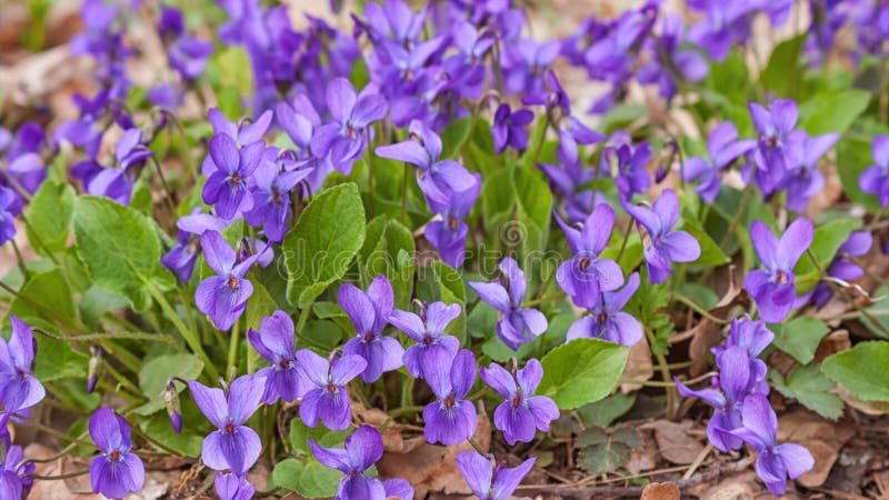 Violet Violets Flowers Bloom in the Spring Forest Stock Photo - Image ...