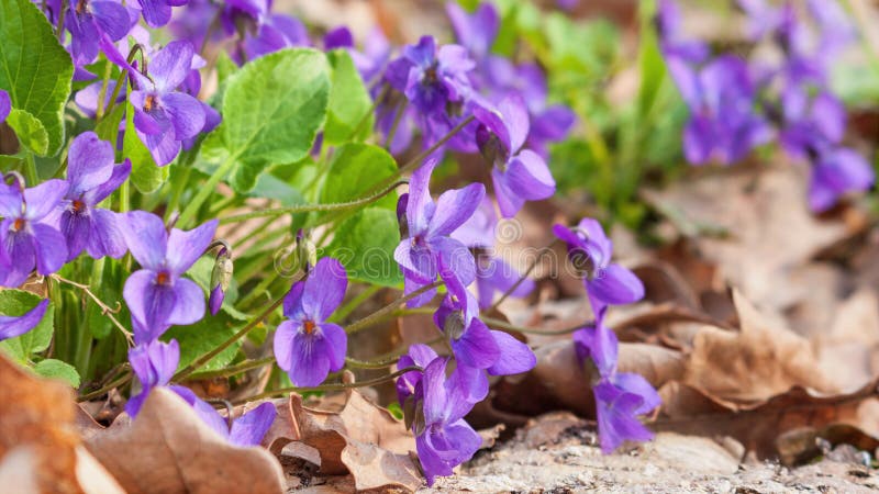 Violet Violets Flowers Bloom in the Spring Forest Stock Image - Image ...