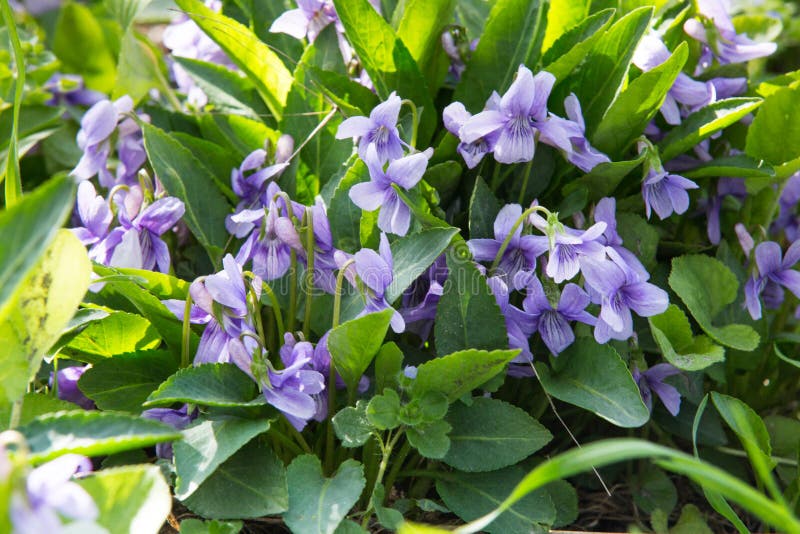 Violet Violets Flowers Bloom in the Spring Forest. Viola Odorata Stock ...