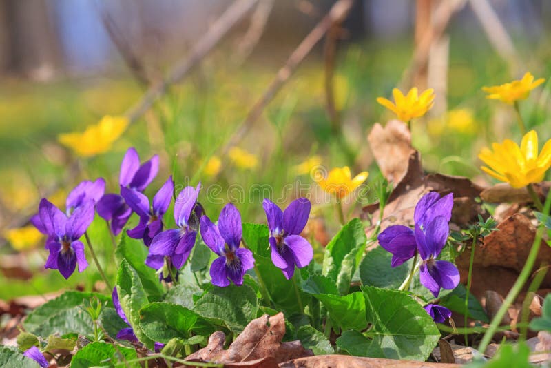 Violet Violets Flowers Bloom in the Spring Forest Stock Image - Image ...