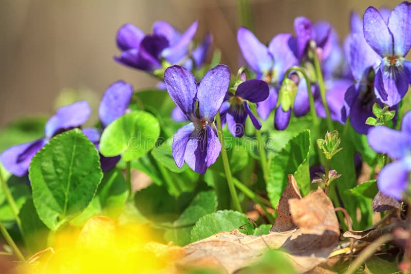 Violet Violets Flowers Bloom in the Spring Forest Stock Image - Image ...