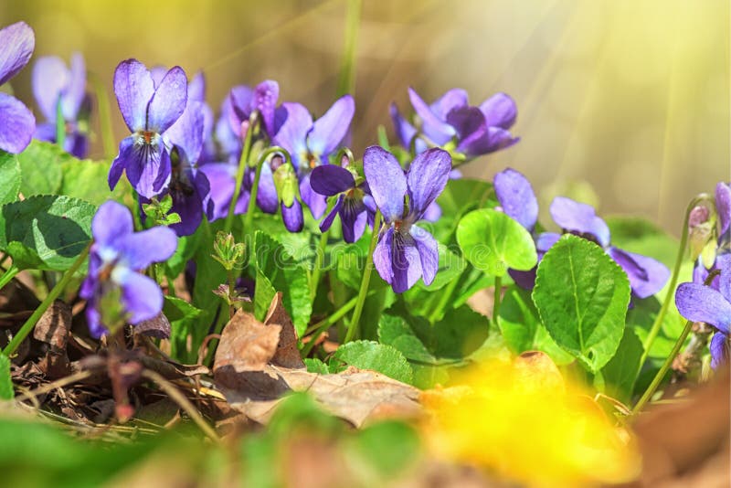 Violet Violets Flowers Bloom in the Spring Forest Stock Image - Image ...