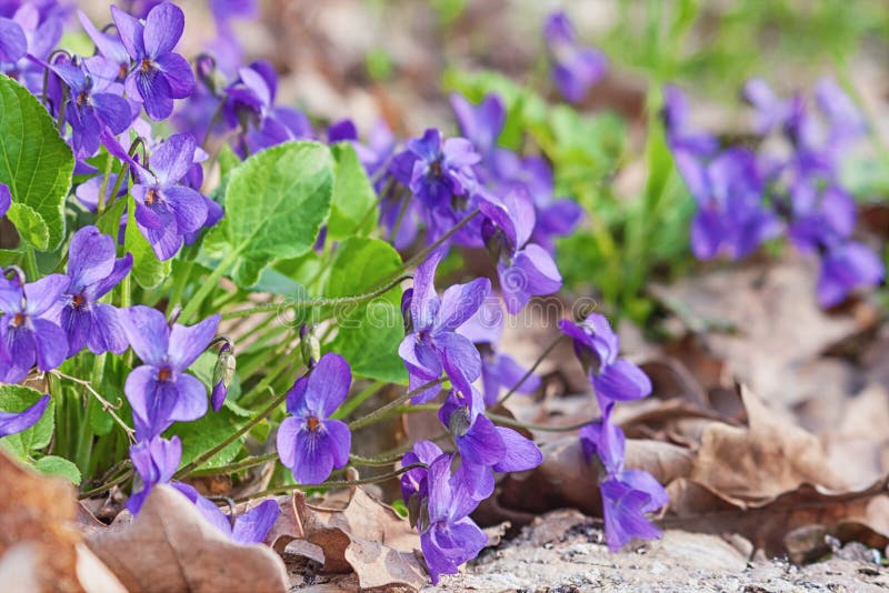 Violet Violets Flowers Bloom in the Spring Forest Stock Image - Image ...