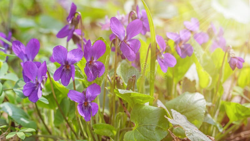 Violet Violets Flowers Bloom in the Spring Forest Stock Photo - Image ...