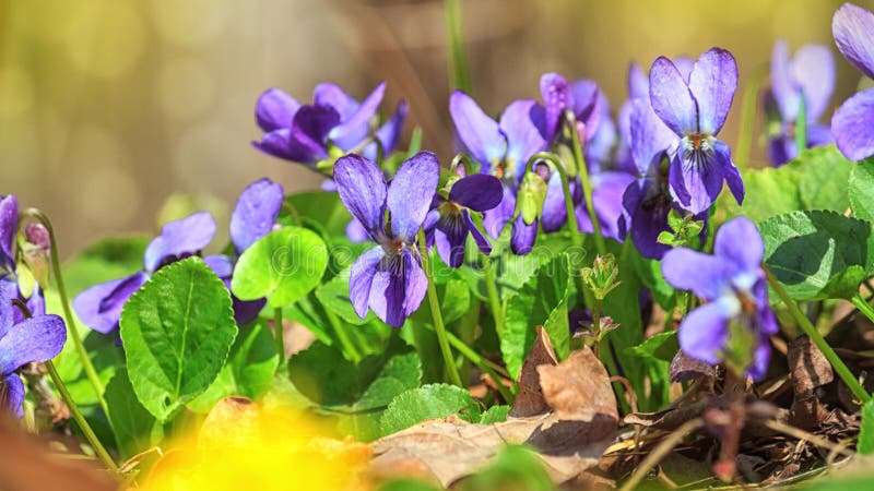 Violet Violets Flowers Bloom in the Spring Forest Stock Photo - Image ...