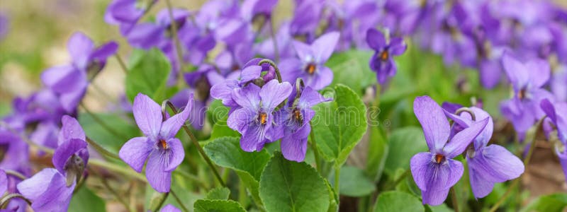 Violet Violets Flowers Bloom in the Spring Forest Stock Image - Image ...