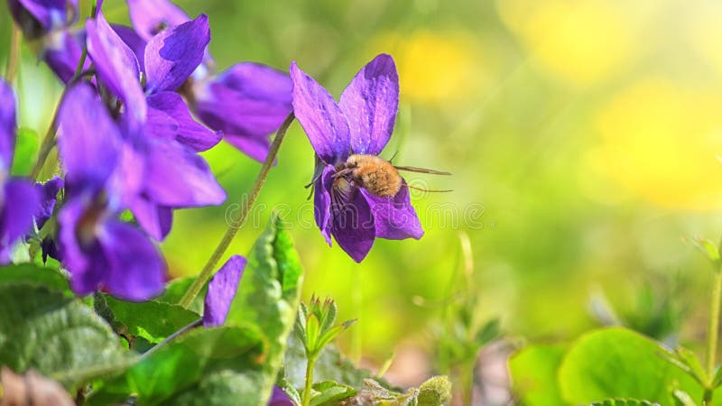 Violet Violets Flowers Bloom in the Spring Forest Stock Photo - Image ...