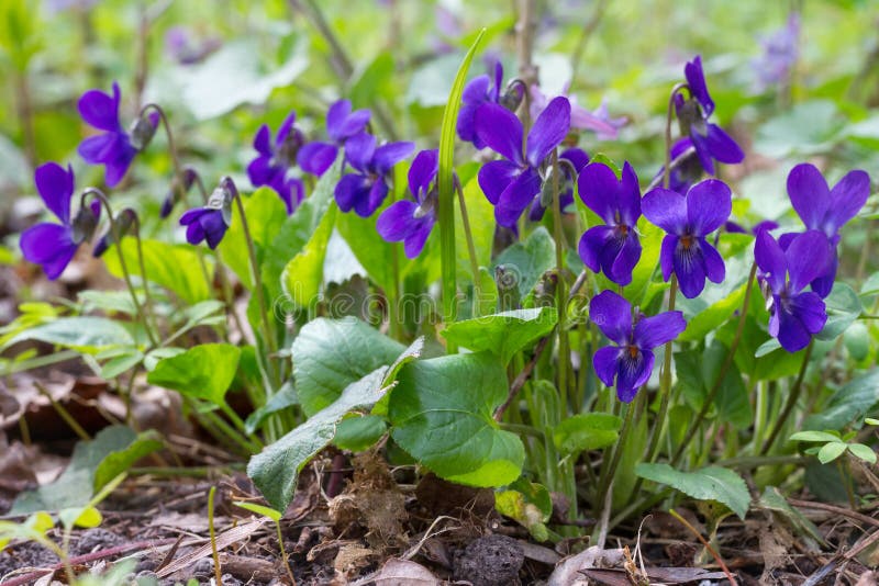Violet Violets Flowers in the Spring Forest. Viola Odorata Stock Photo ...