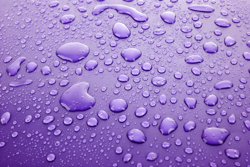 Water Violet Drops at Graig White blog