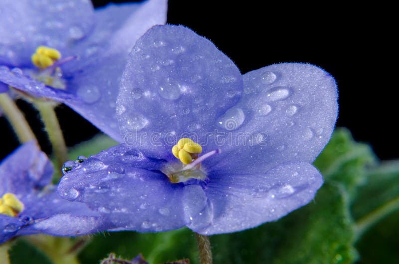 Violet with water drops stock image. Image of bright - 52470593