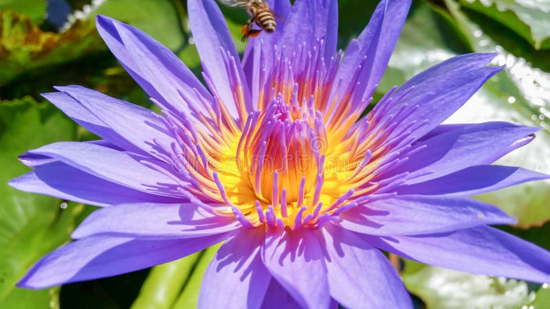 Violet water lilly flower stock photo. Image of flowers - 51148360