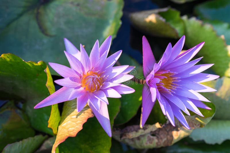 Violet water lilly stock image. Image of pretty, summer - 92778803