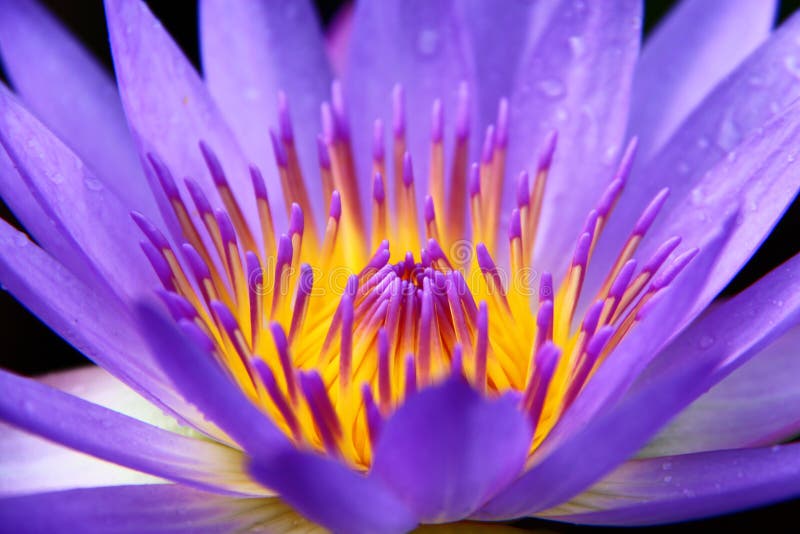 Violet water lily stock image. Image of environment, flower - 21478567