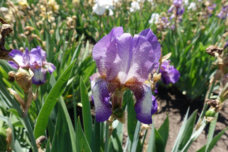 Violet and White Flower of German Iris Stock Image - Image of purple ...