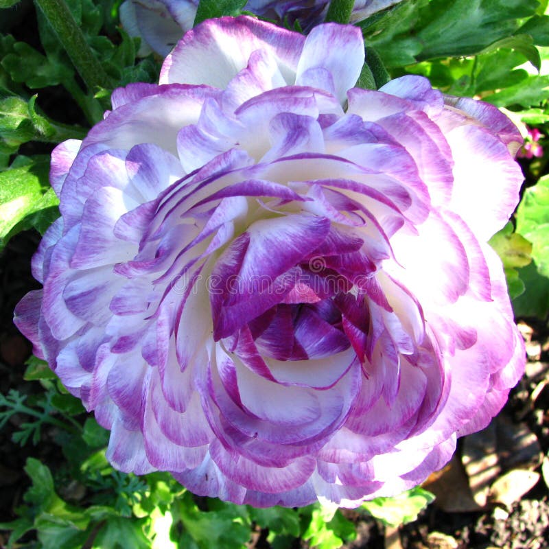 Violet-and-white Ranunculus Picture. Image: 86690877