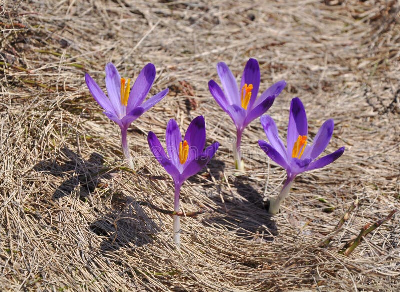 Violet wild crocus flowers stock photo. Image of family - 28808702