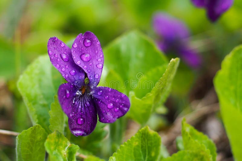The Violet is Wild. Violet Flower Close-up on a Background of Green ...