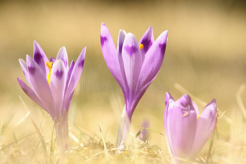 Violet Wild Spring Crocuses Stock Photo - Image of color, floral: 70646278