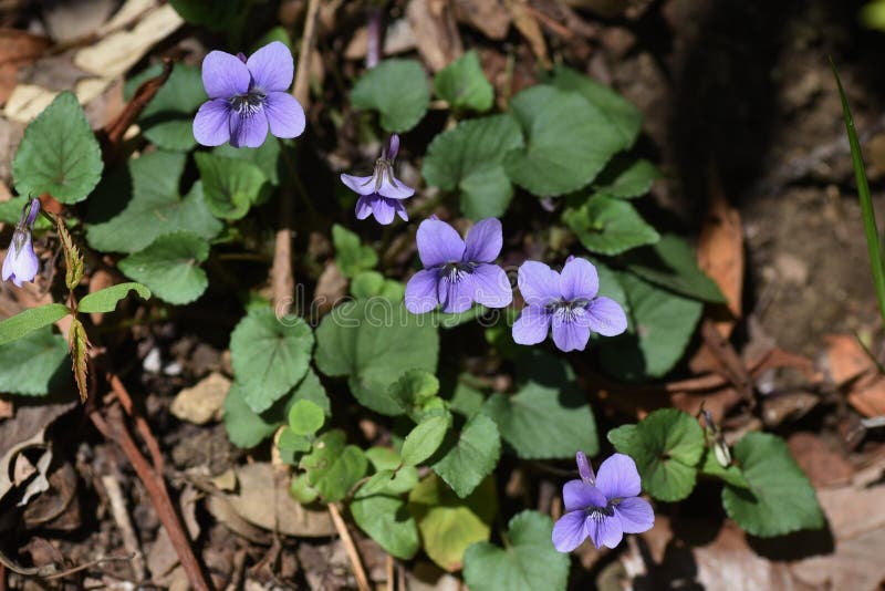 Violet Roadside Spring Flowers Stock Photo - Image of countryside ...