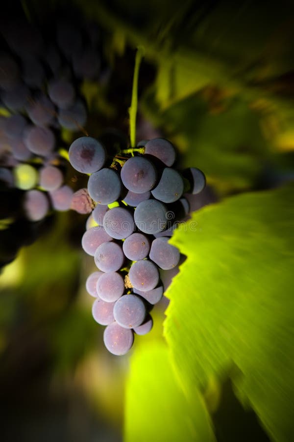 Violet wine grapes stock photo. Image of harvest, glowing - 228066