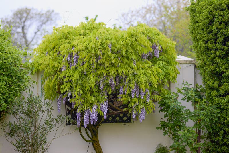 Violet Wisteria Tree Blooming Stock Photo - Image of floribunda ...