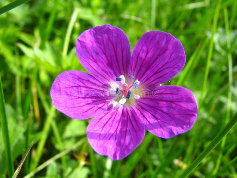 Violet Wood Flower (Geranium Sylvaticum) Stock Image - Image of color ...
