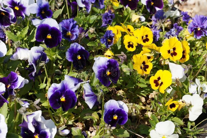Violet and Yellow Violet Spring Matrix on Flower Bed Closeup Stock ...
