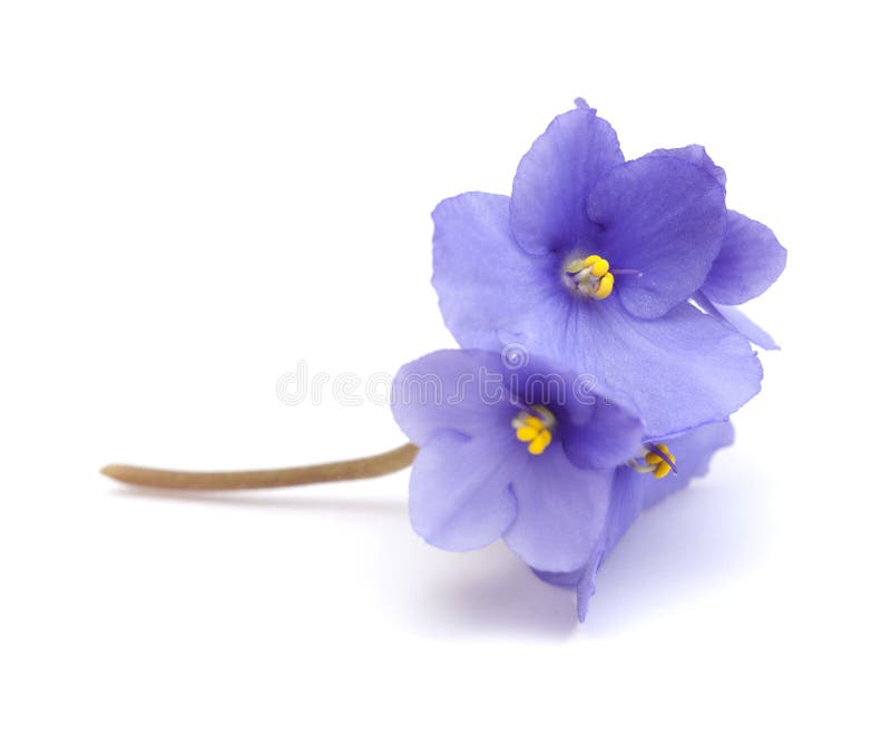 Violeta Africana (ionantha Del Santo-paulia) Con Las Flores Hermosas ...