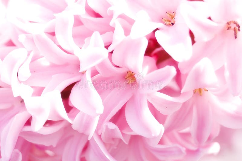 Violeta Rosa imagem de stock. Imagem de branco, flores - 9951913