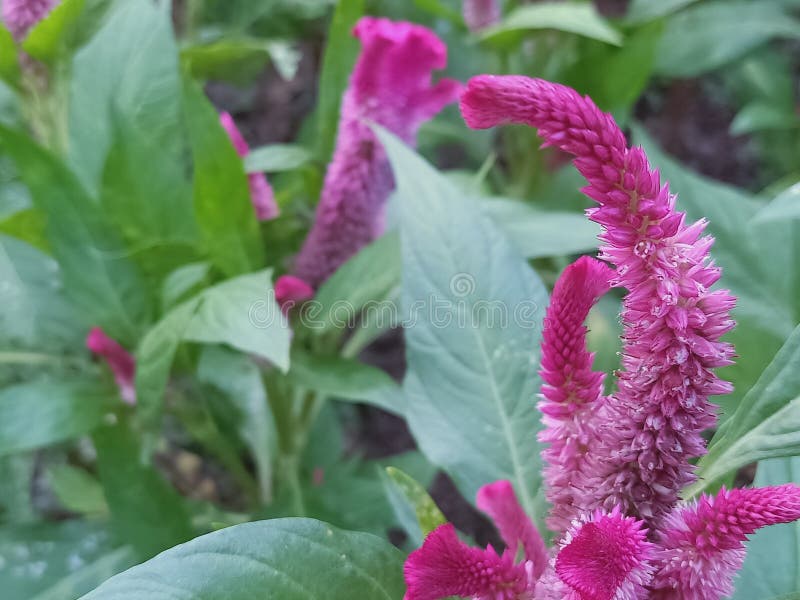 Violeta De La Cresta De Gallo Flower's Foto de archivo - Imagen de lila ...