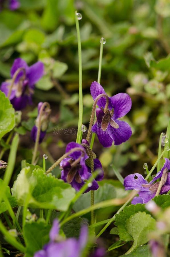Violeta En El Tiempo De La Salida Del Sol Foto de archivo - Imagen de ...