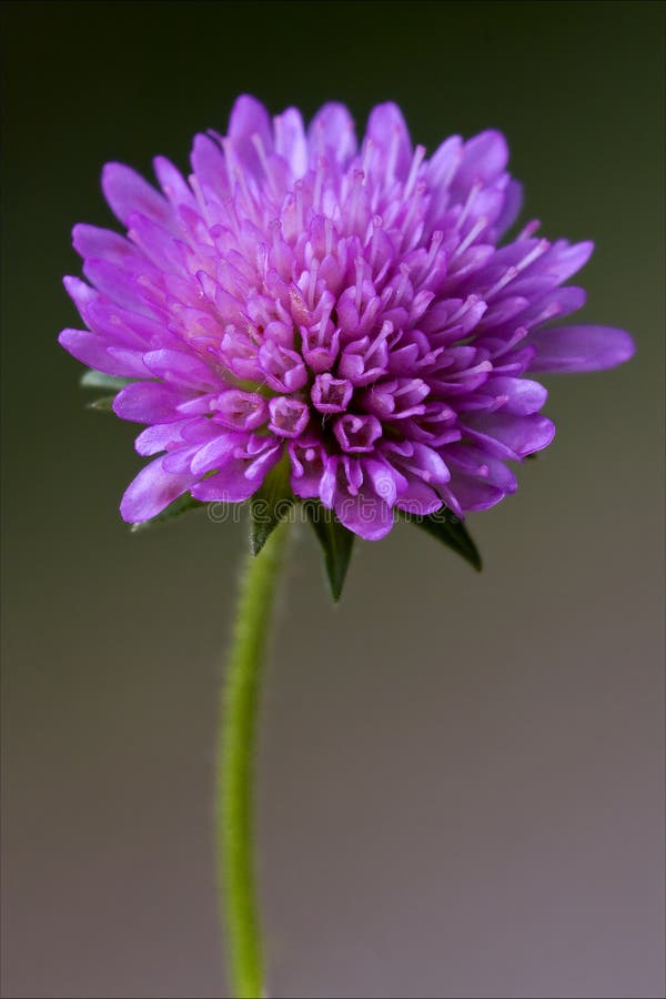 Violeta Labiada Del Aquatica Del Mentha Imagen de archivo - Imagen de ...