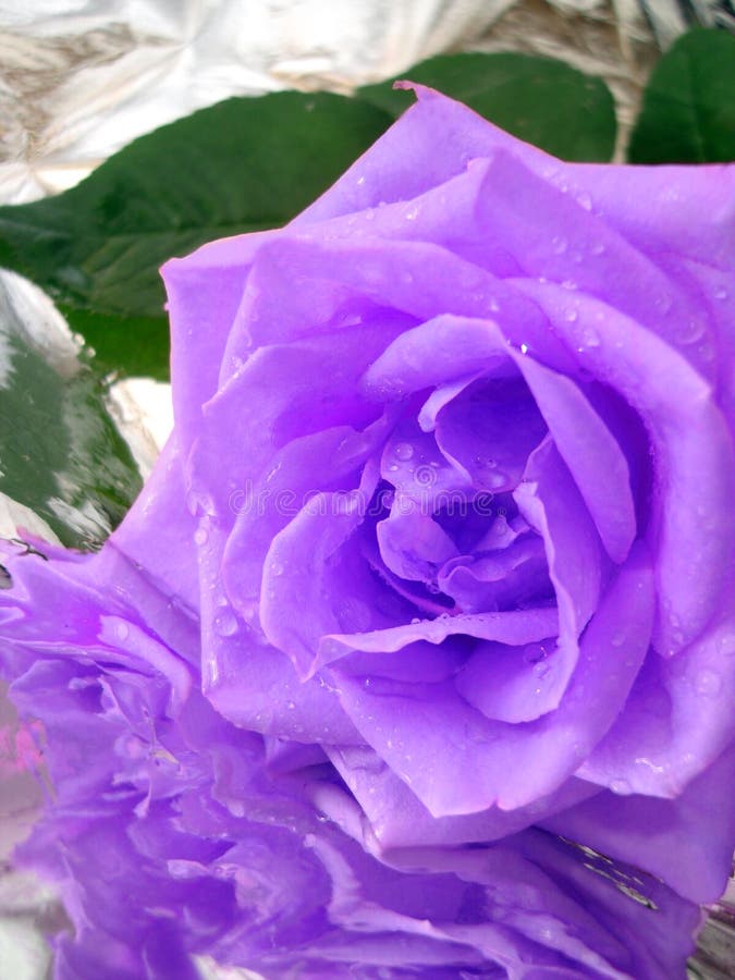 A Flor Cor-de-rosa Da Violeta, Branco Isolou O Fundo Com Trajeto De ...