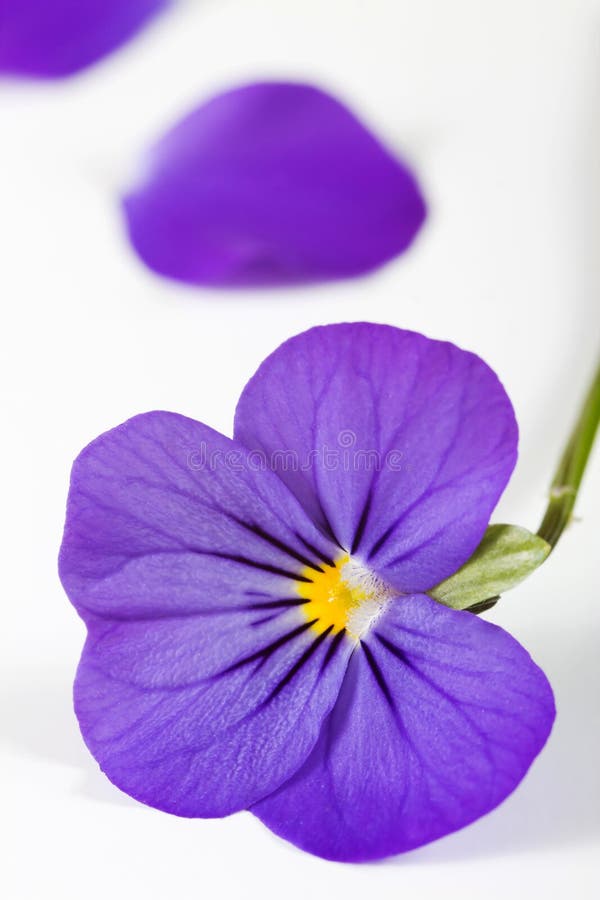 Violeta púrpura imagen de archivo. Imagen de planta, resorte - 24315015