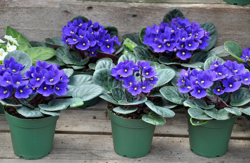 Violetas africanas azuis foto de stock. Imagem de africano - 73831802