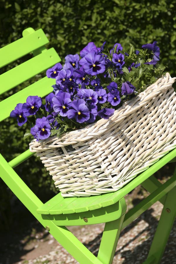 Violetas azuis imagem de stock. Imagem de branco, cesta - 2389027