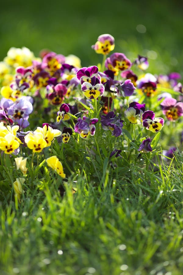 Violetas Azuis E Amarelas Da Mola Na Grama Verde Foto de Stock - Imagem ...