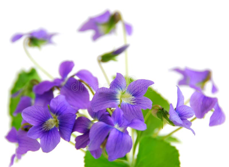 Violets on White Background Stock Image - Image of natural, flower: 840109