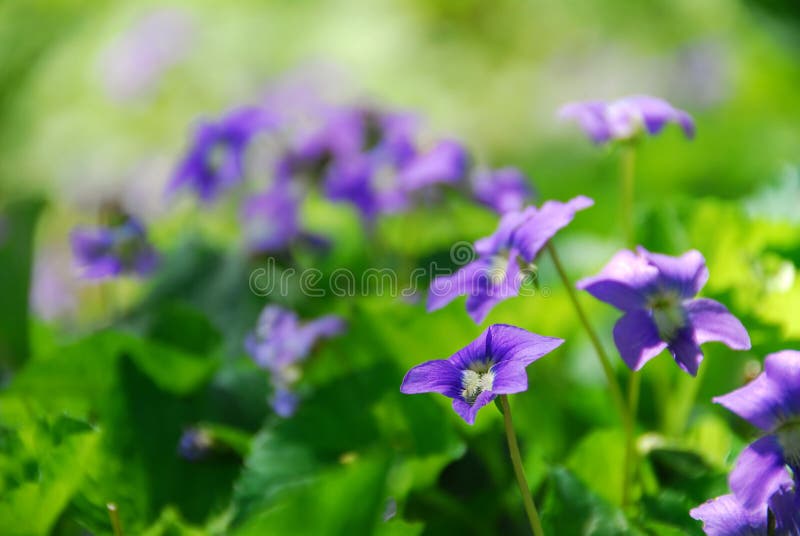 Greek valerian stock photo. Image of petal, polemonium - 5573594