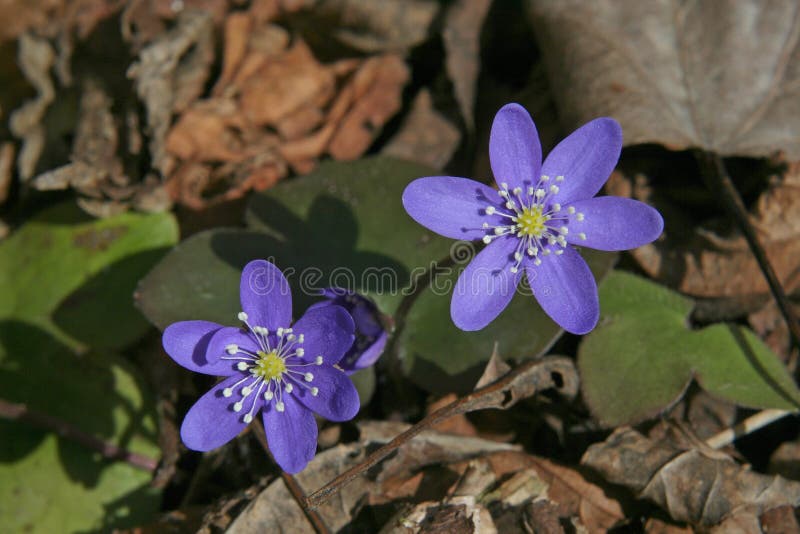 Violets stock image. Image of spring, flowers, blossoms - 693985