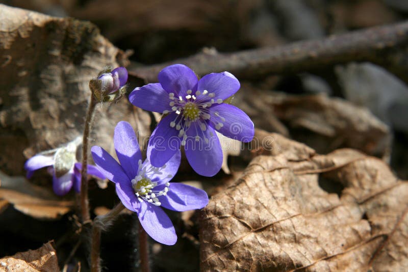 Violets stock photo. Image of romance, macro, flowers, color - 693992