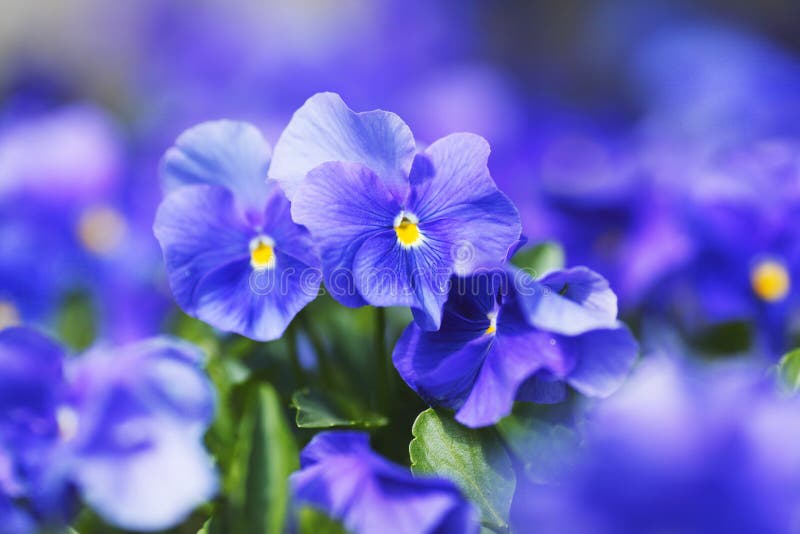 Violets stock image. Image of fresh, beauty, beautiful - 32433487