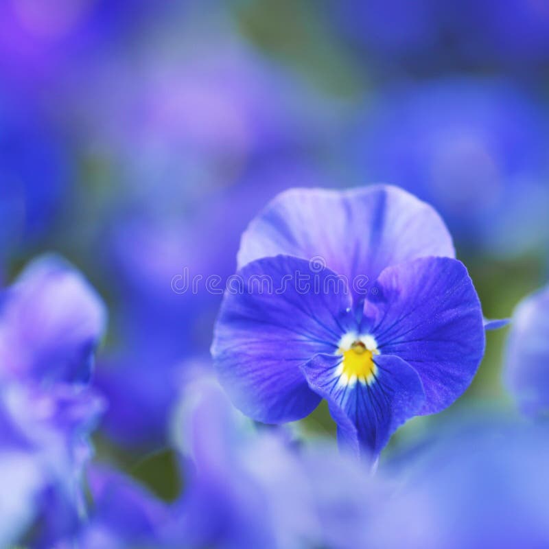 Violets stock image. Image of blooming, blue, close, blossom - 33675161